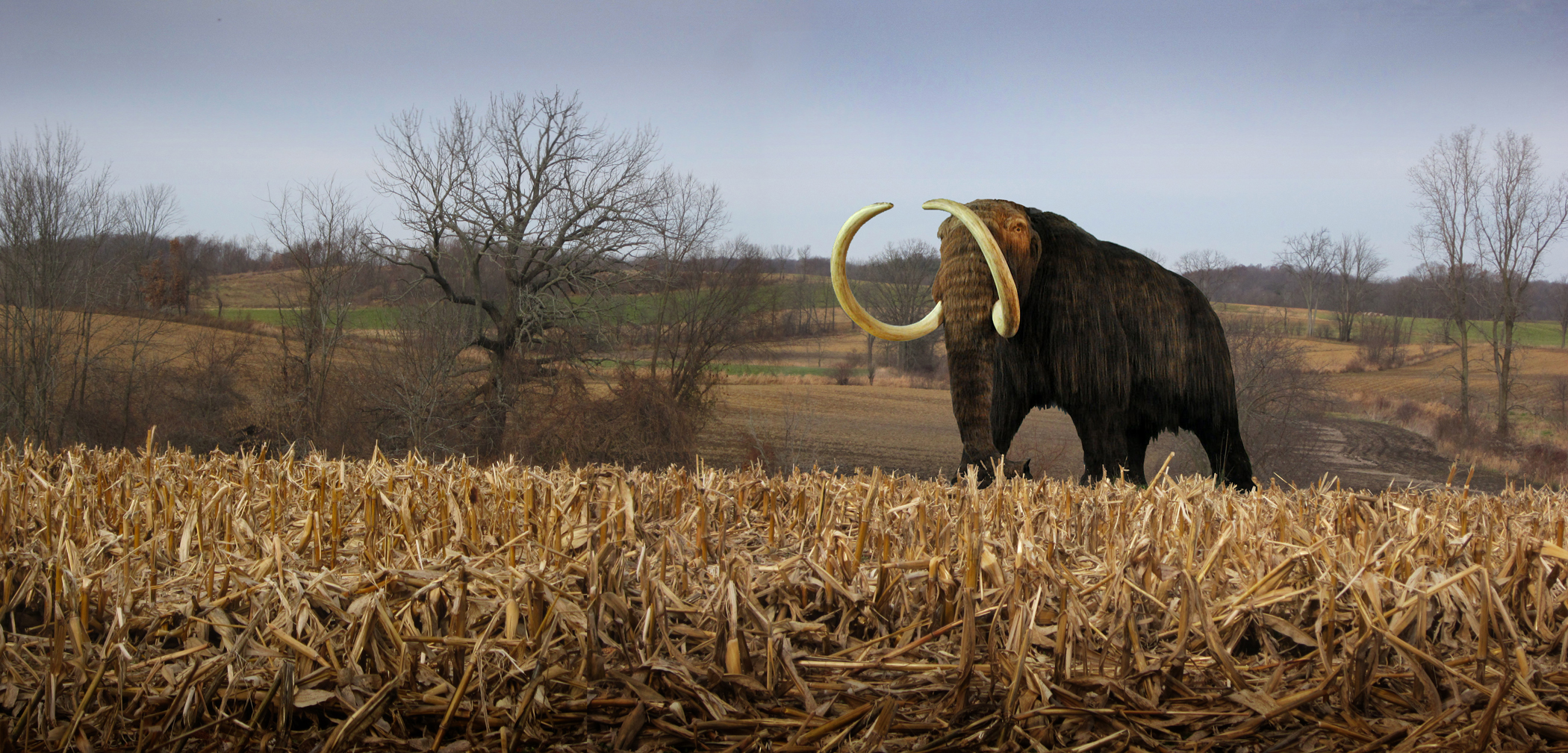 Mastodons, Paleo Storytellers, & the Cranberry Bogs of Ganges: 10,000 ...