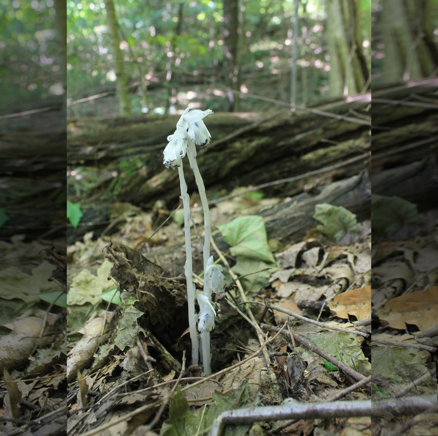 The Many Legends of Pipe’s Cliff – Richland County History