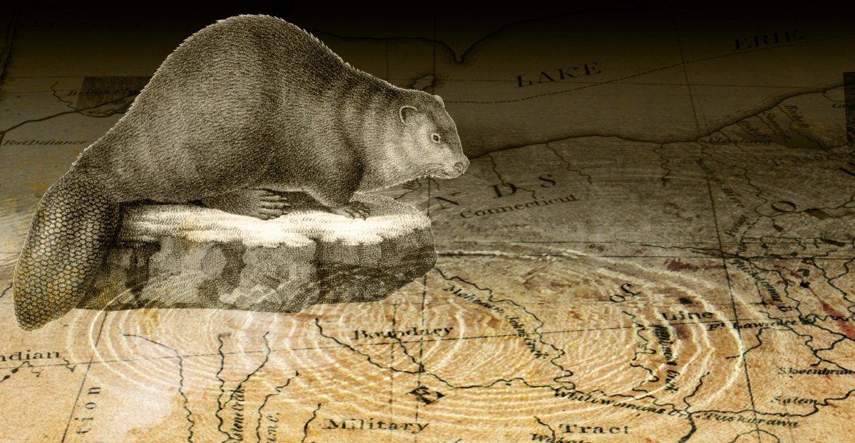 A Living Heritage: Beaver in Richland County – Richland County History