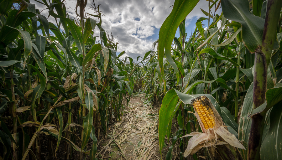 Legends of the Clear Fork: Sam McCluer and his Cornfield – Richland ...